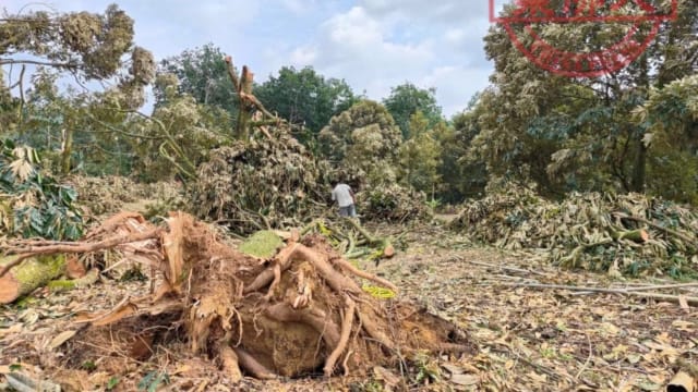 一阵十分钟狂风暴雨来袭 柔逾百英亩榴梿园被摧毁 - 8world
