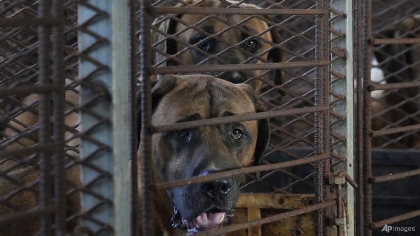 South Korea aims to ban dog meat consumption - CNA