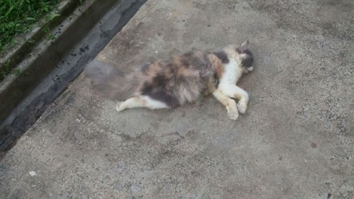 AVA siasat kes-kes baru kematian kucing di Yishun - BERITA Mediacorp