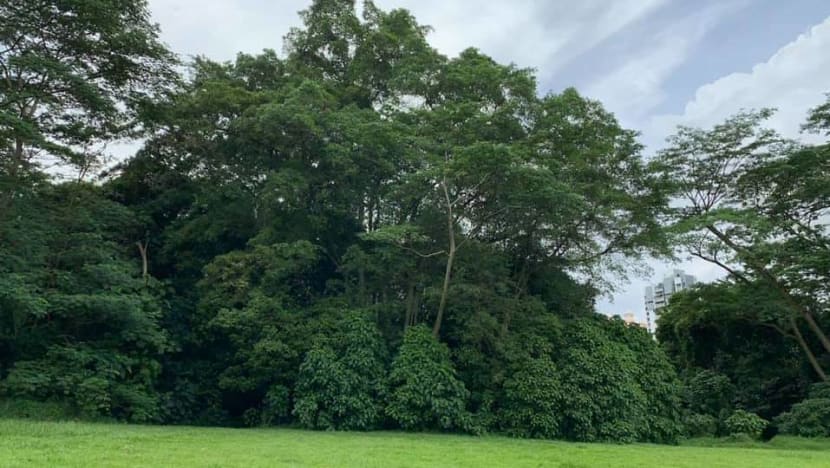 Commentary: Planting trees is a safe climate action but are its ...