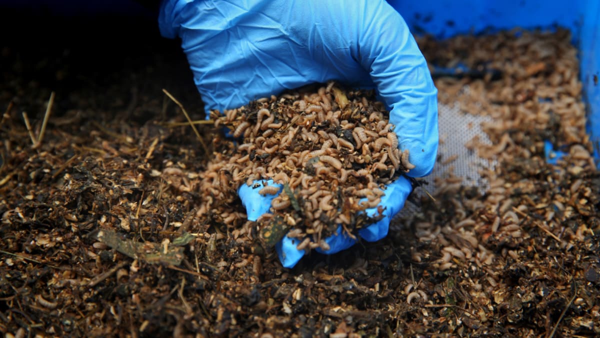 At Mandai zoo, these sex-crazed ‘soldiers’ are being studied to help ...