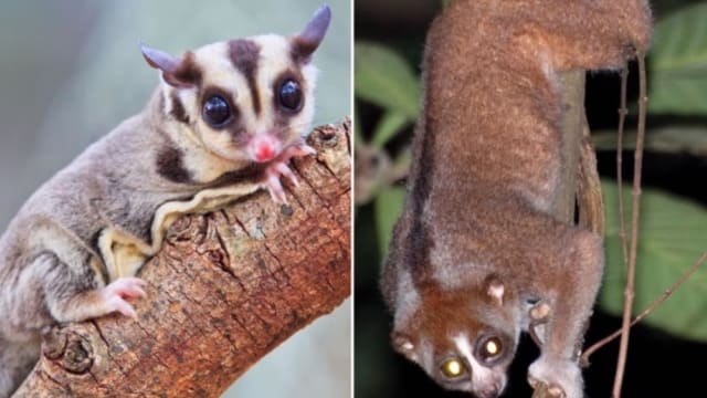 非法饲养懒猴和蜜袋鼯 男子被罚7000元 - 8world