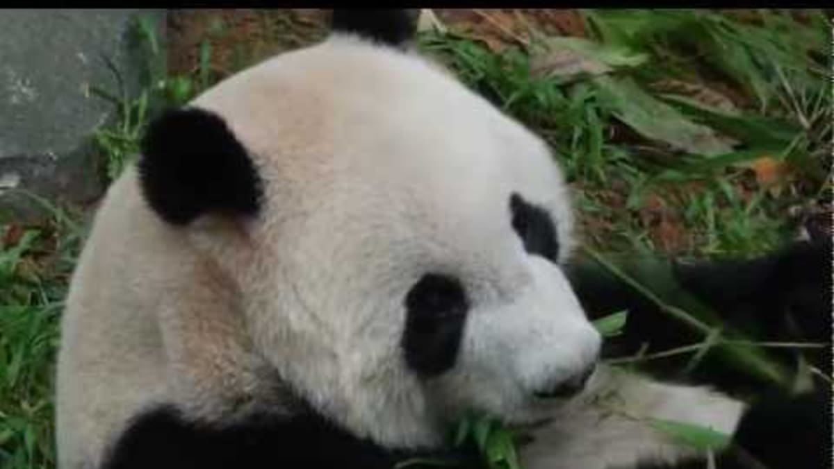 Pandas Kai Kai and Jia Jia help raise funds for charity - TODAY