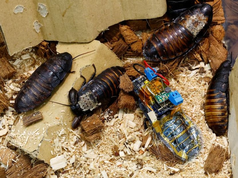 Meet Japan's cyborg cockroach, coming to disaster area near you - TODAY