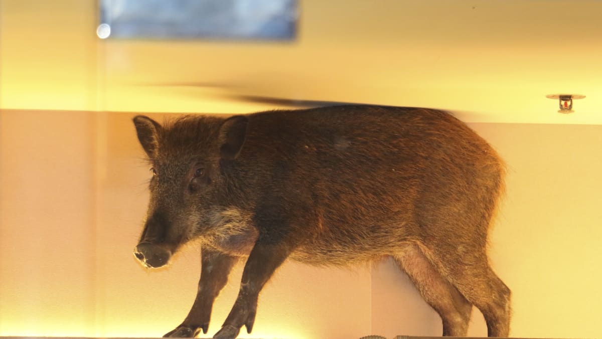 Wild boar visits Hong Kong mall - TODAY