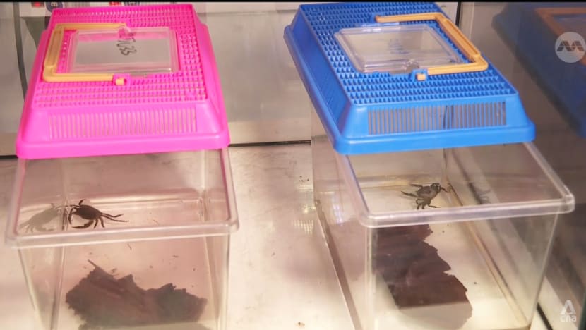 Made in Singapore: Endangered crab species found only in Nee Soon Swamp ...