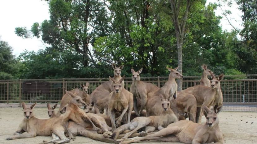 Kangaroos Effortlessly Pose Like Idol Group After Japanese Zoo Gathers Them For Picture - 8days