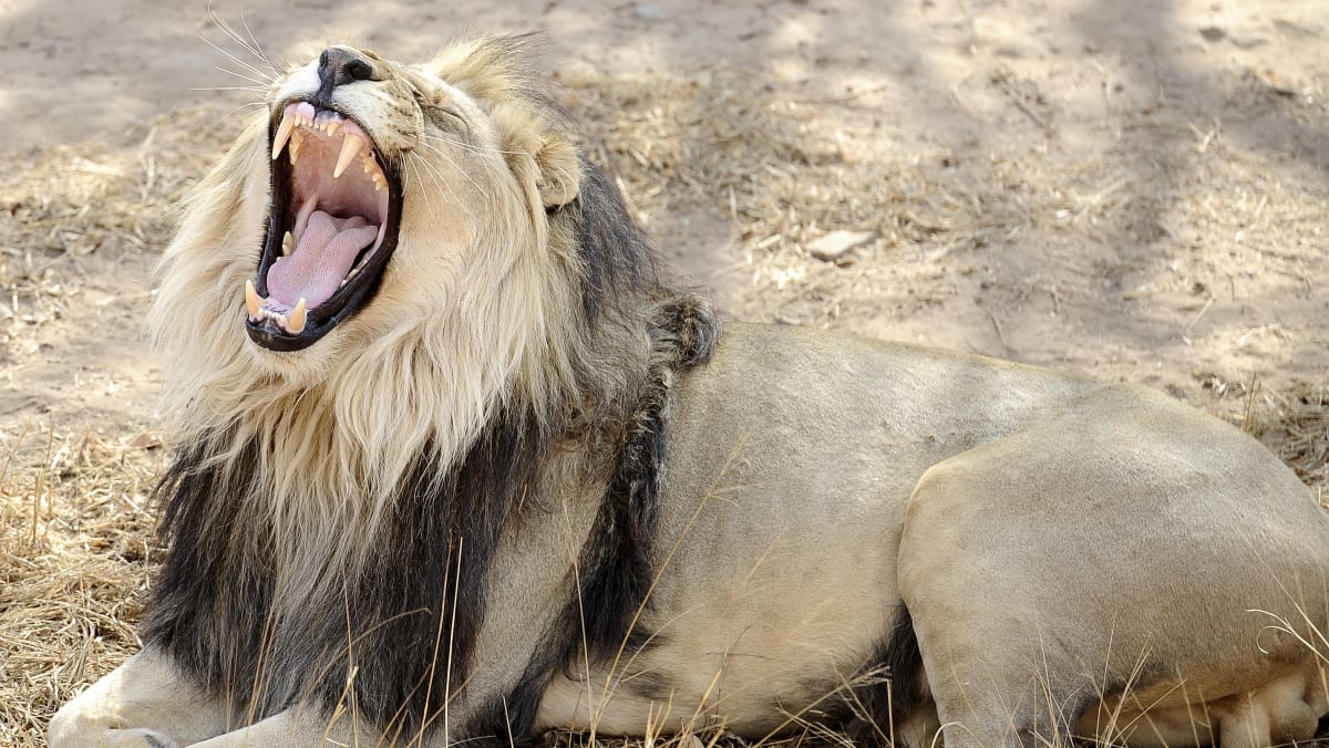 ‘Troublesome lion’ in fresh escape from S Africa park - TODAY