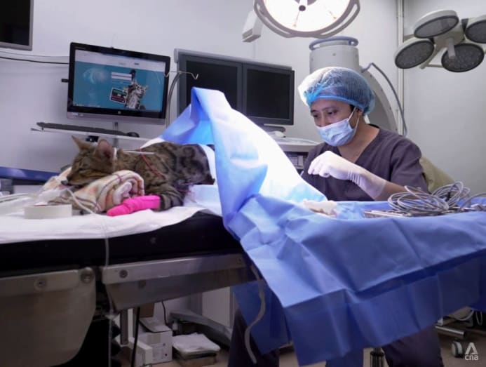 The life of vets: Busier than ever as pet ownership rises, but they can’t ‘walk on water’ - CNA ...