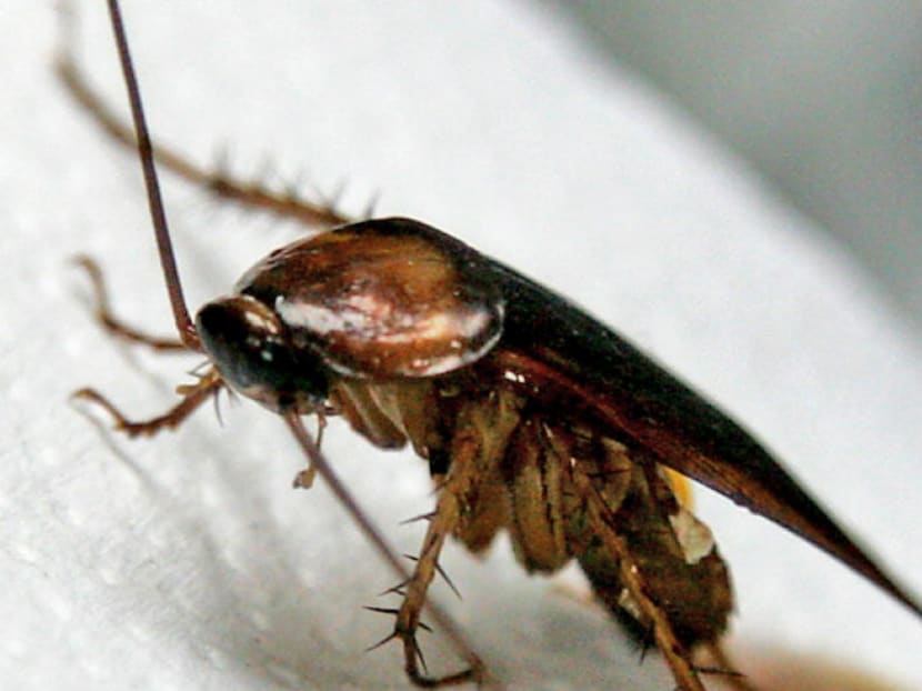 Chinese farmer unleashes swarm of hungry cockroaches to chew through ...