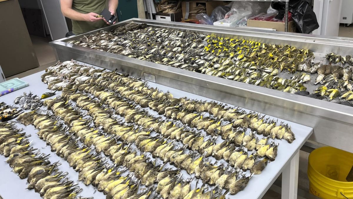 Nearly 1,000 birds perish after crashing into Chicago building - CNA Nearly 1,000 birds perish after crashing into Chicago building - CNA