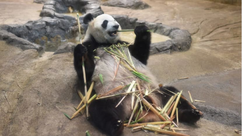 Ini 10 negara untuk anda lihat beruang panda, selain China - BERITA ...