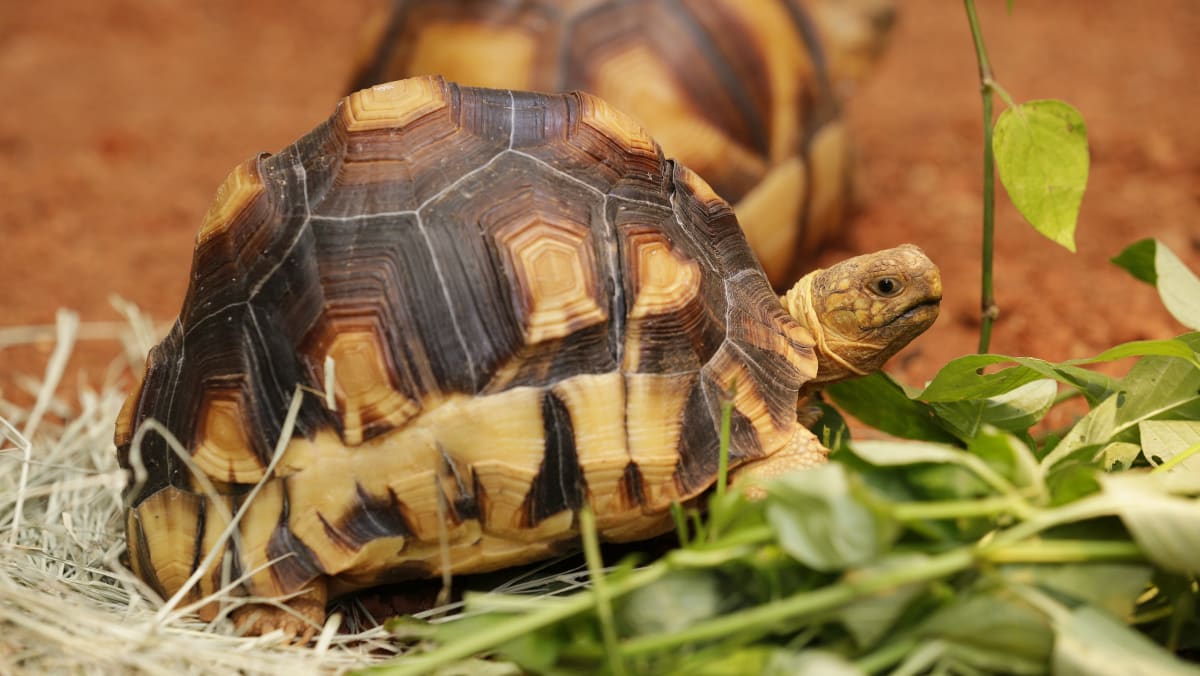 Endangered tortoises find new home at zoo’s latest exhibit - TODAY