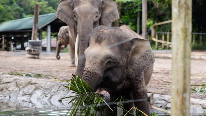 IN FOCUS: Protecting Sabah’s endangered elephants in the spotlight ...