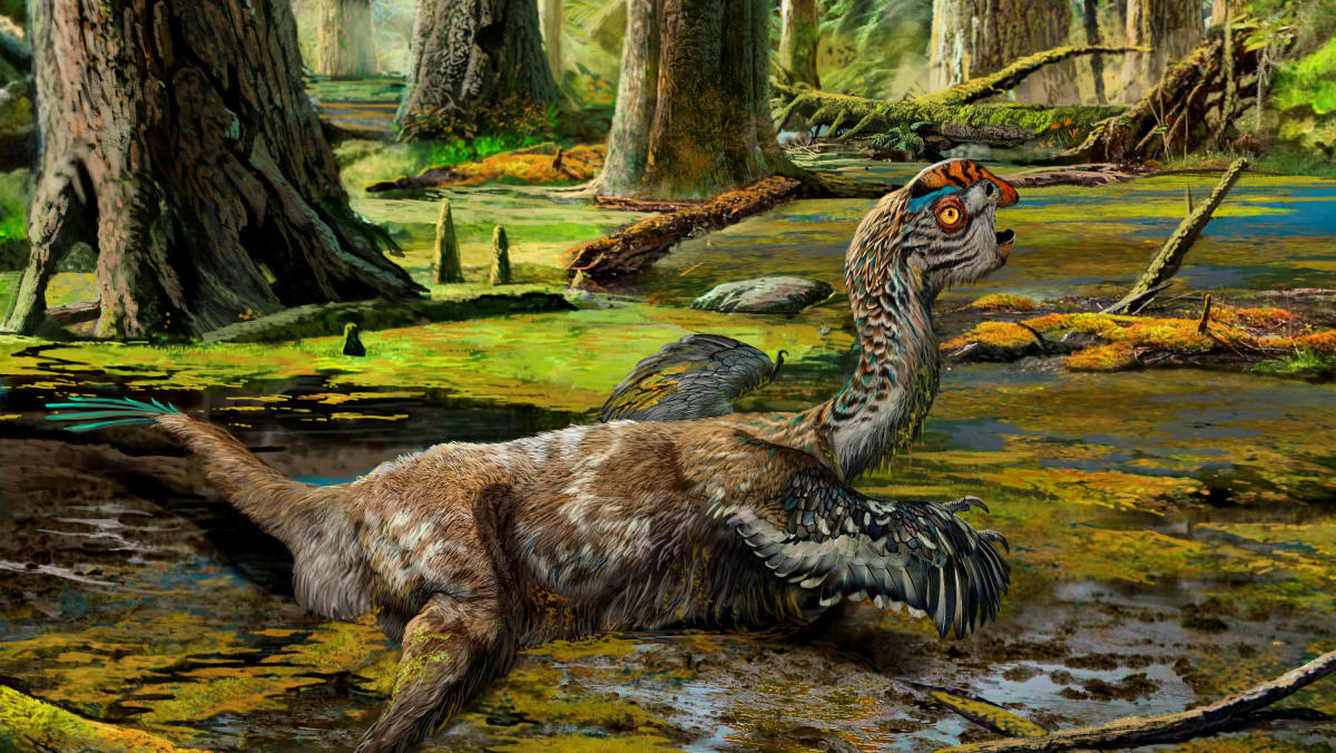 A dinosaur with a beak and feathers unearthed in China - TODAY