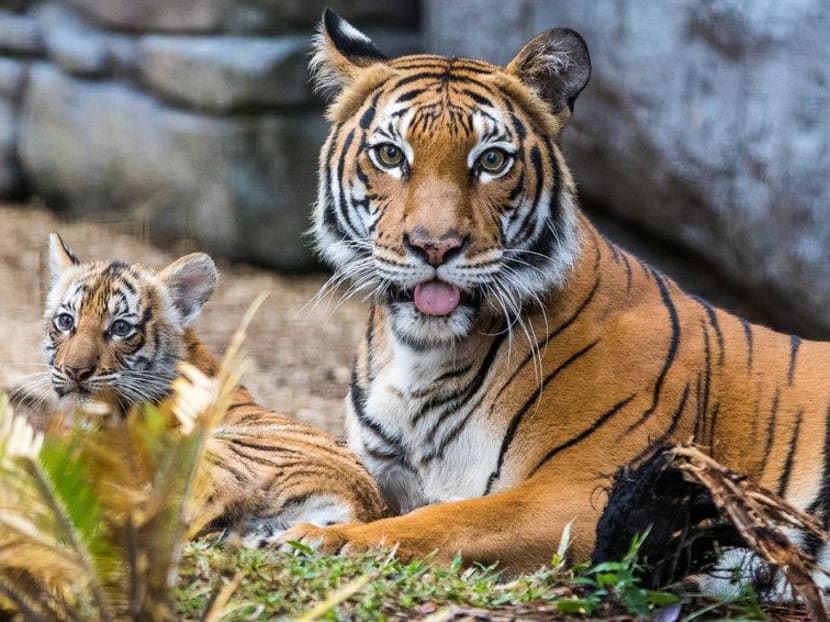 Clarion call to save critically endangered Malayan tiger - TODAY