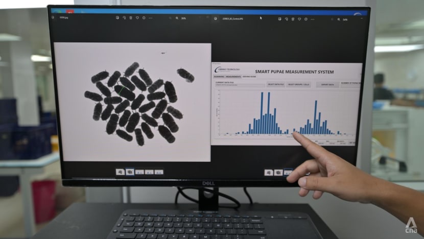 Project Wolbachia: 300 million mosquitoes released but not a silver ...