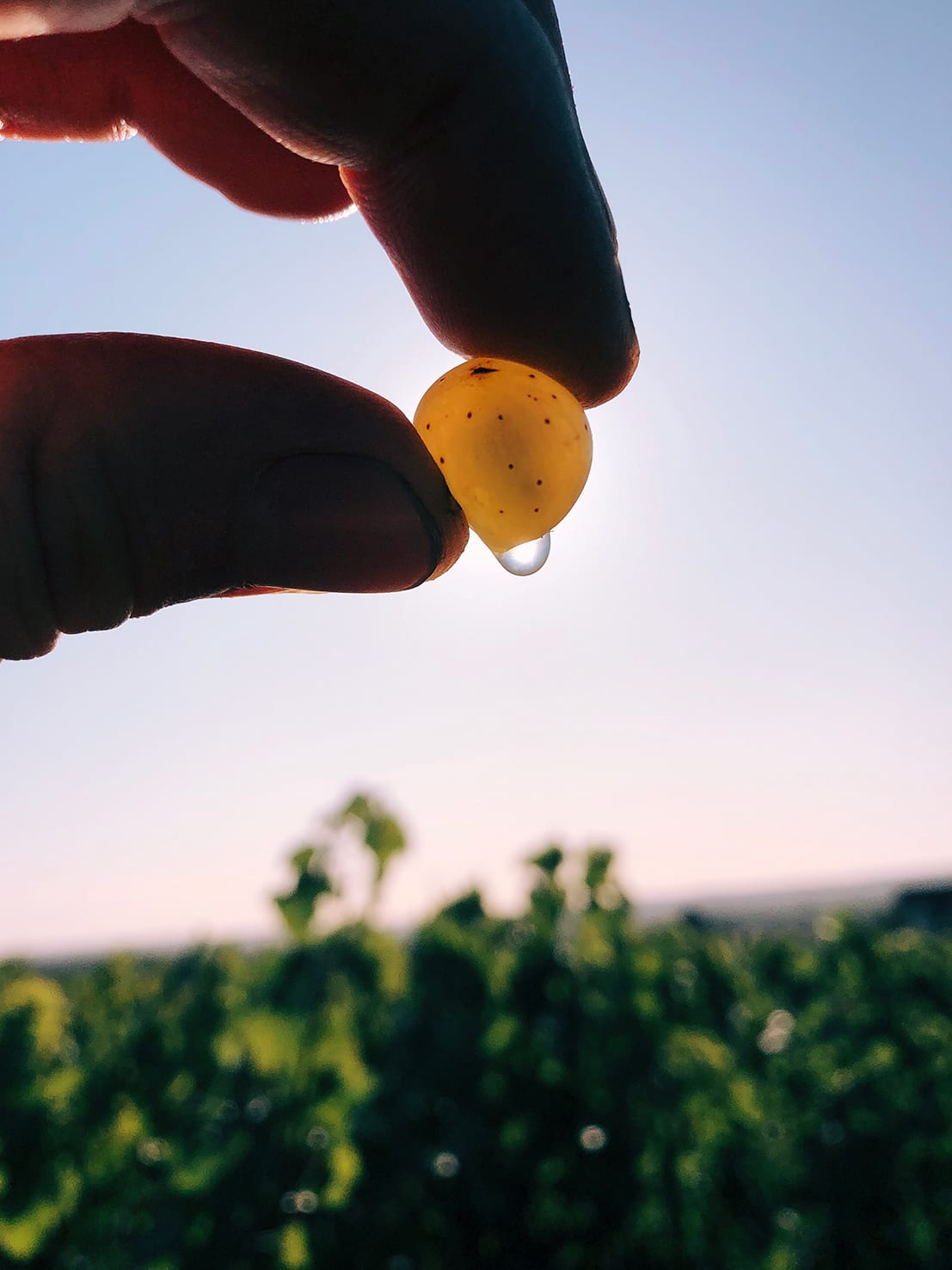 How climate change is affecting the taste and structure of the wines ...