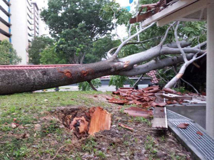 Sumatra squall brings rain and gusty winds to Singapore - TODAY