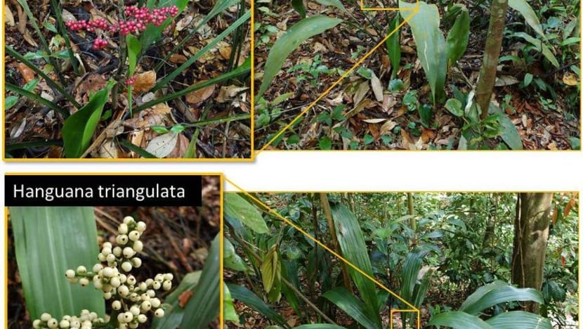 Dua spesies tumbuhan baru yang hanya terdapat di S'pura ditemui ...