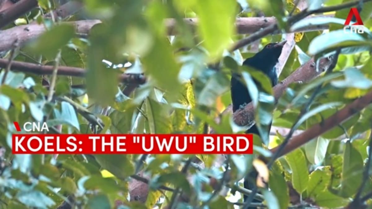 The "uwu" bird: Koels and their distinctive call that divides Singapore ...
