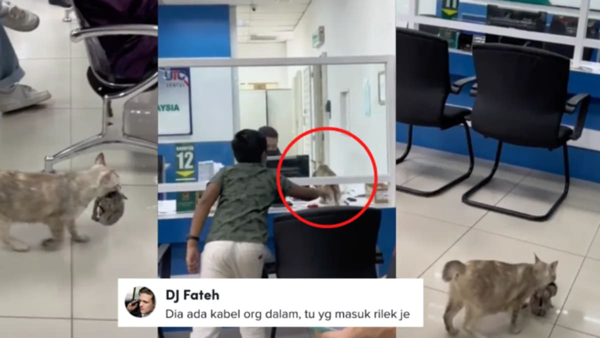 Kucing bawa anak masuk kaunter imigresen, curi perhatian warganet ... Kucing bawa anak masuk kaunter imigresen, curi perhatian warganet ...