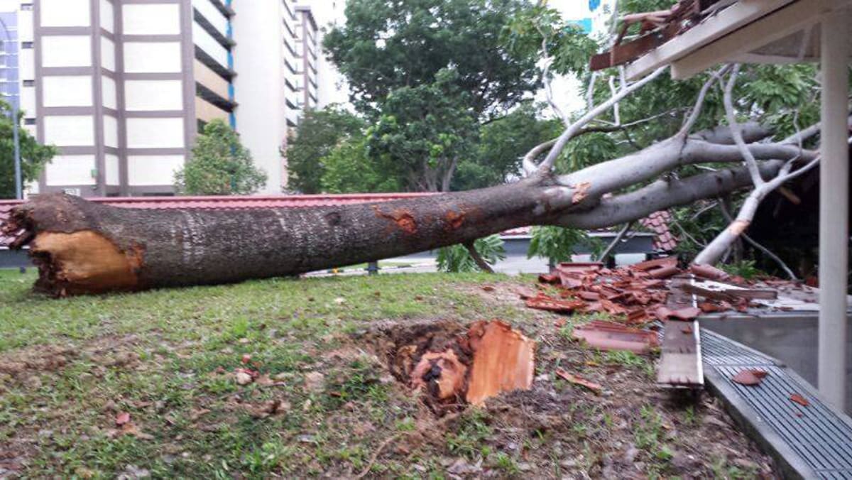 Sumatra squall brings rain and gusty winds to Singapore - TODAY
