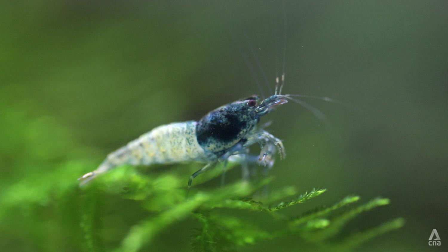 He’s a prawn star: Meet the ornamental shrimp hobbyist with a mission ...