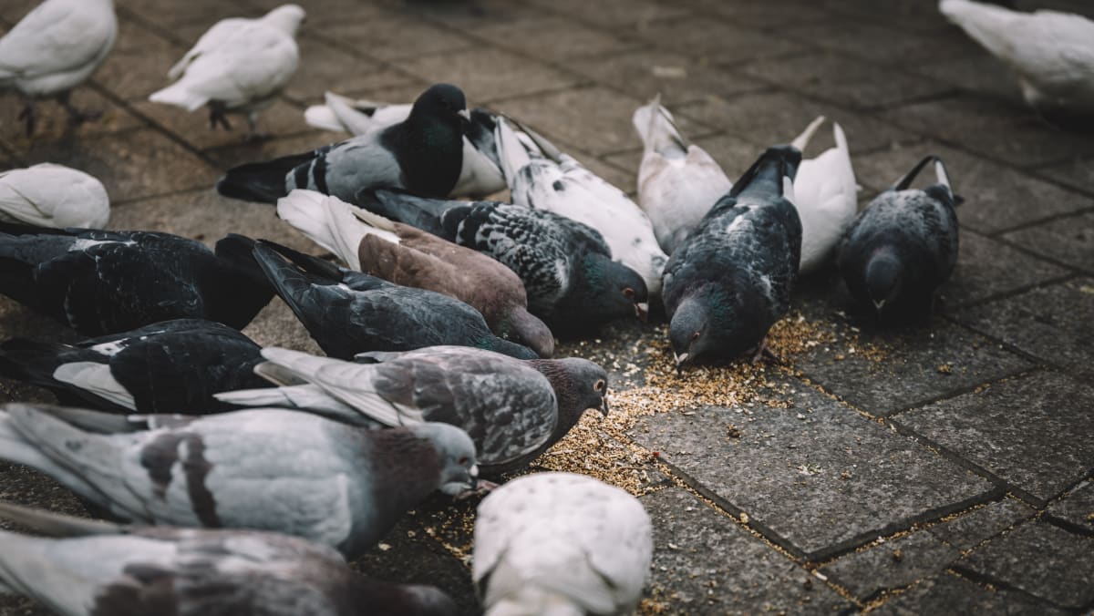 Video of pigeon culling in Hougang ‘an outright case of cruelty’: Acres ...