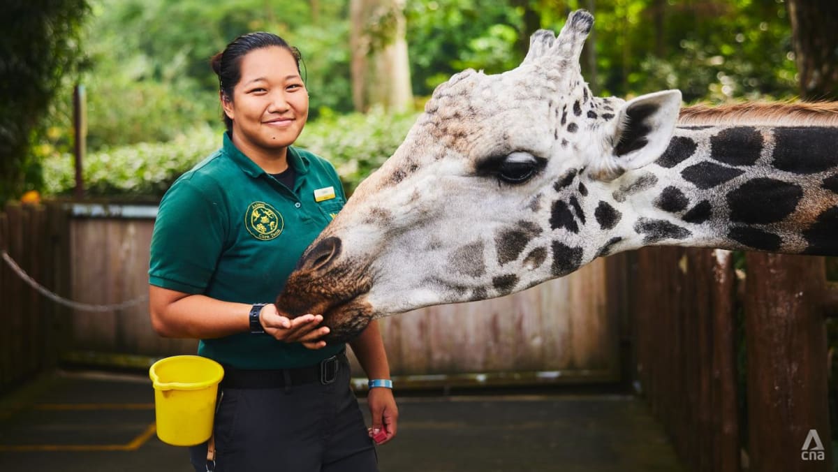 What does it take to be a zookeeper in Singapore? - CNA Lifestyle