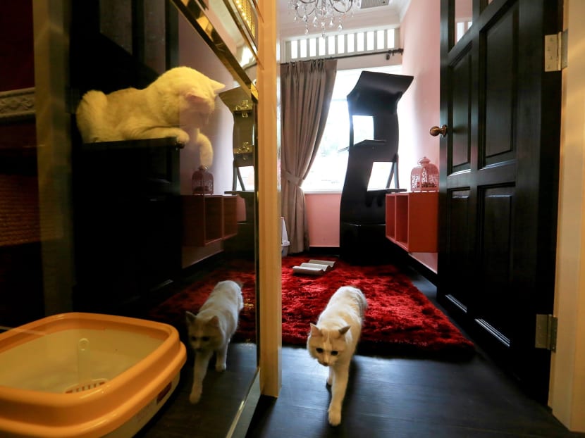 It’s a ‘purrfect’ life for Singapore’s pampered pussies - TODAY
