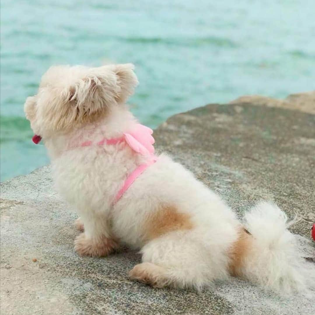 jacelyn-tay-grieves-over-death-of-dog-she-adopted-from-the-streets-more