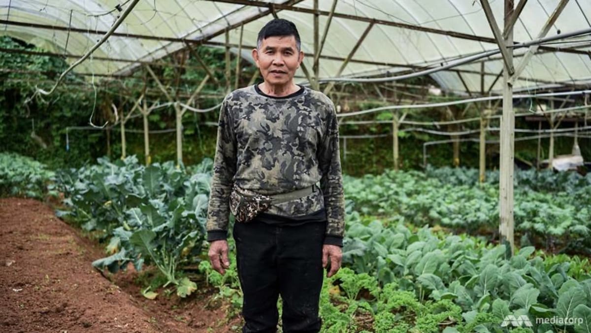 Where your veggies come from: Sweat and toil of a farmer in Cameron ...