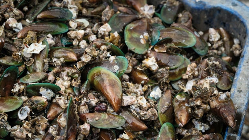 Mussels from Malaysia’s Port Dickson unsafe to eat, contaminated with ...