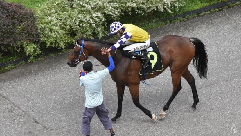 CNA Explains: The challenges of relocating hundreds of horses from ...