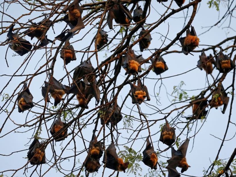 Seven things to know about bats and pandemic risk - TODAY