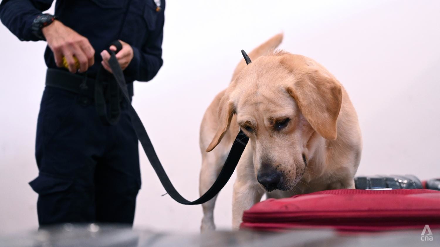 'Good boy!': How police dogs are trained to sniff out drugs, explosives ...