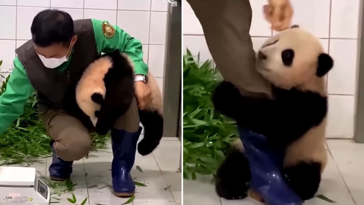 Cub class: Clingy baby panda hitches a lift on keeper's leg - TODAY