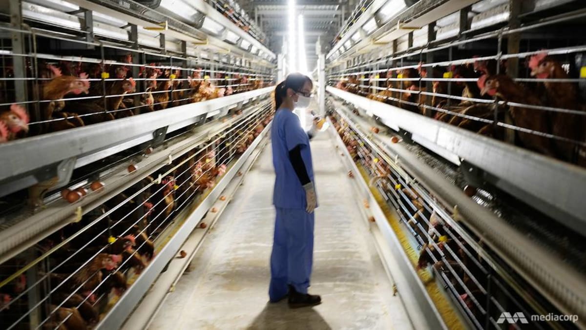 Inside the high-tech operations of Singapore’s largest egg farm - CNA