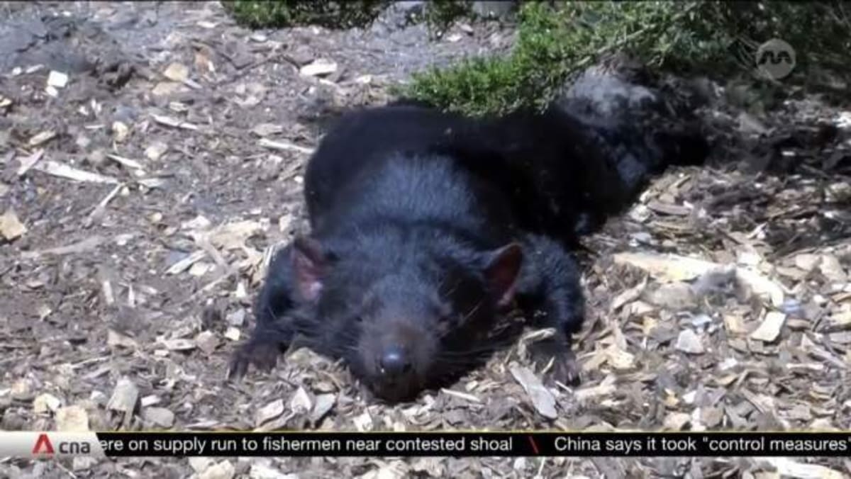 Australia scientists hope to save endangered Tasmanian Devil | Video - CNA