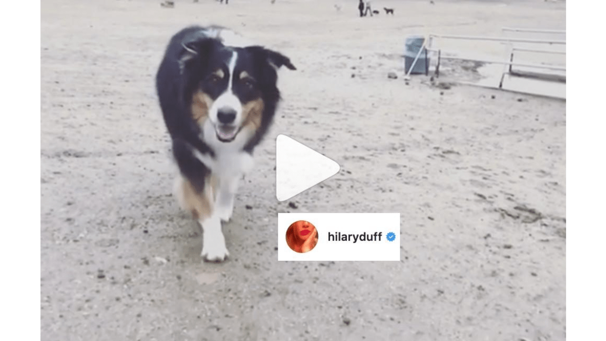 Hilary Duff's dog has died - 8days