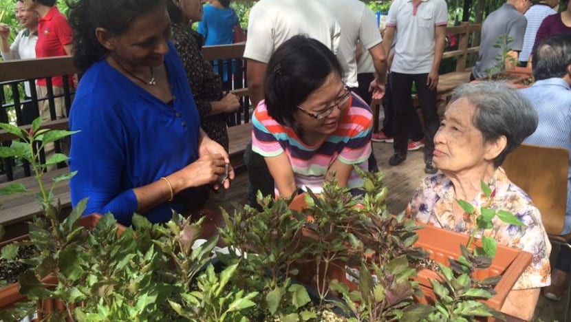 Taman terapeutik baru dibuka di HortPark - BERITA Mediacorp