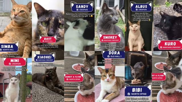 南大“12校猫”登社媒 网民高呼卡哇伊 - 8world