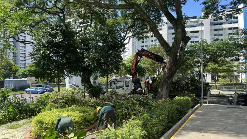'Heartbreaking': Residents lament chopping down of 'unauthorised' trees ...