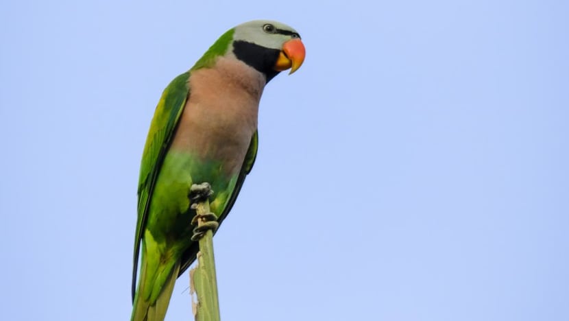 Not leaves but birds: Parakeets occupy trees in Choa Chu Kang as ...