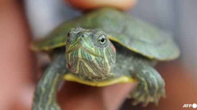 男子涉从我国非法走私5000多只淡水龟 被控上法庭 - 8world