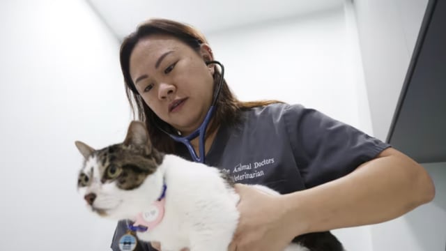 不被尊重前景有限 不少本地兽医选择移居海外 - 8world