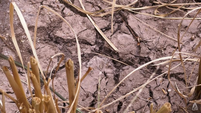 ‘The soil is as hard as rock’: Farmers reel from China heatwave as food ...