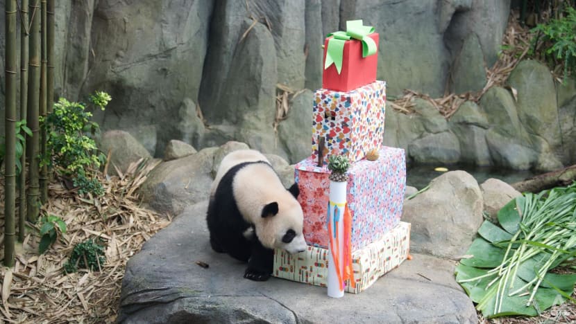 Singapore's first giant panda cub Le Le to be separated from mum as he ...