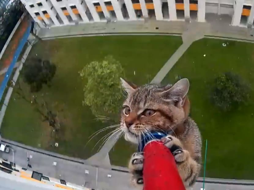 SPCA, police in kitten rescue mission - TODAY